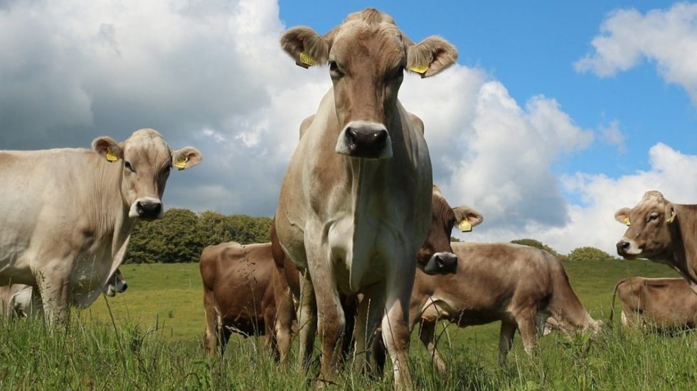 Downloads - Brown Swiss