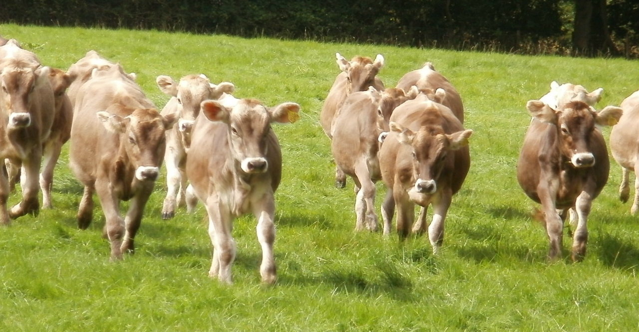 Pedigree Registrations - Brown Swiss