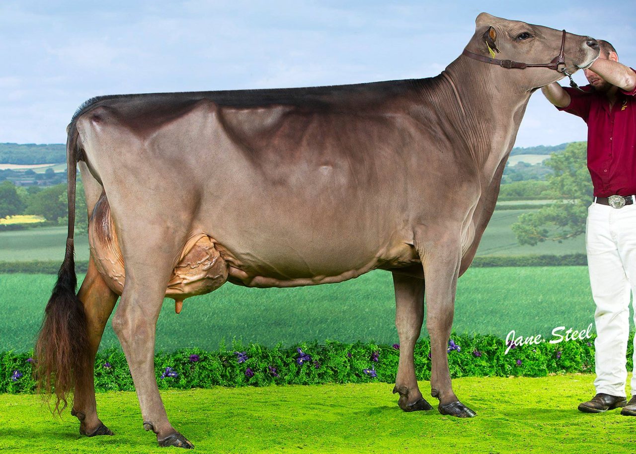 Classifications & Awards - Brown Swiss